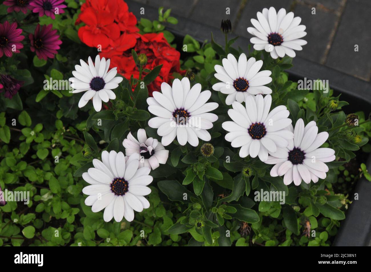 Kastrup/Copenhagen/Denmark/09June 2022/Whiote daisy flowers in Kastrup ...