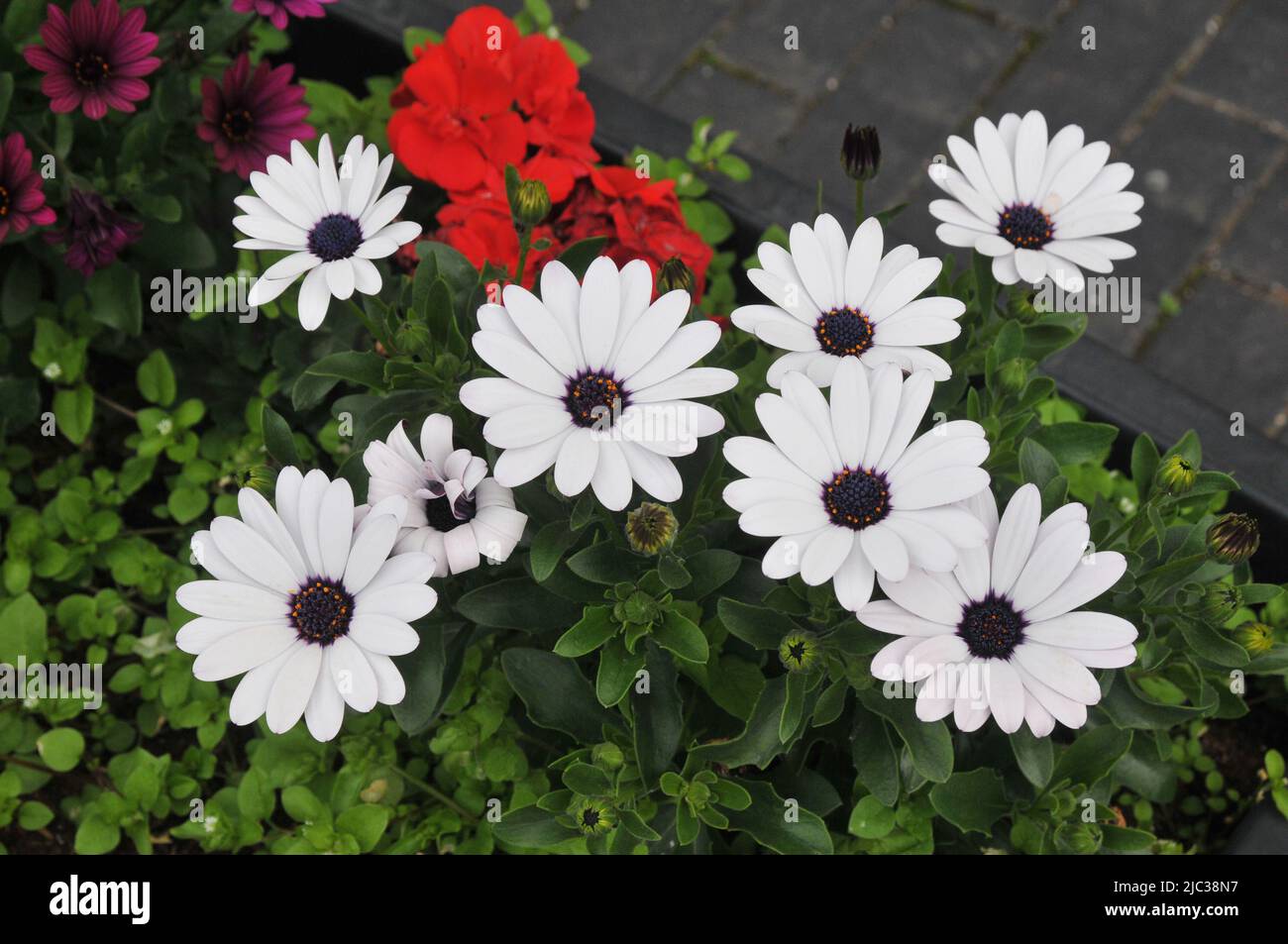 Kastrup/Copenhagen/Denmark/09June 2022/Whiote daisy flowers in Kastrup ...