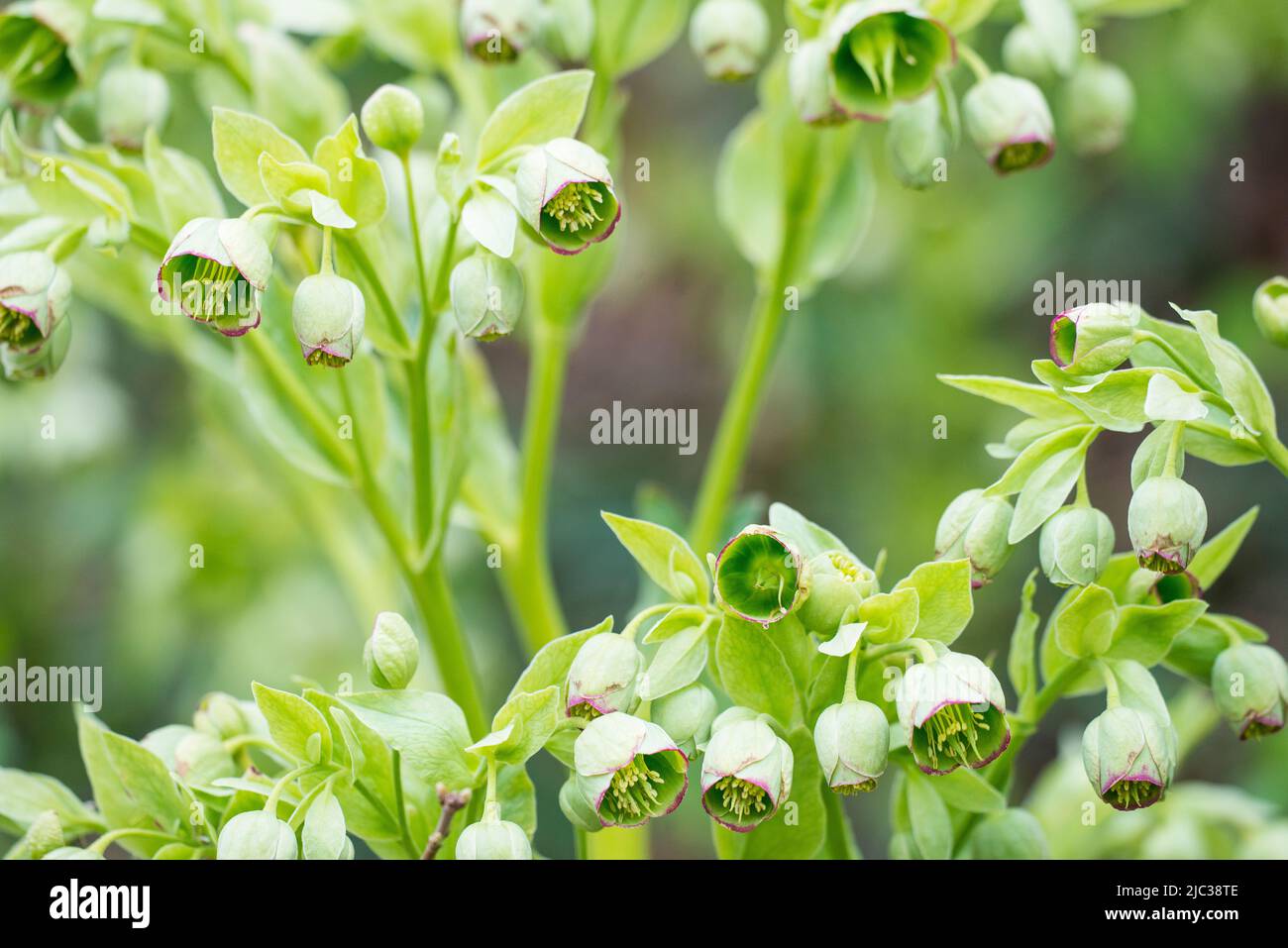 Helleborus foetidus, known variously as stinking hellebore, dungwort ...