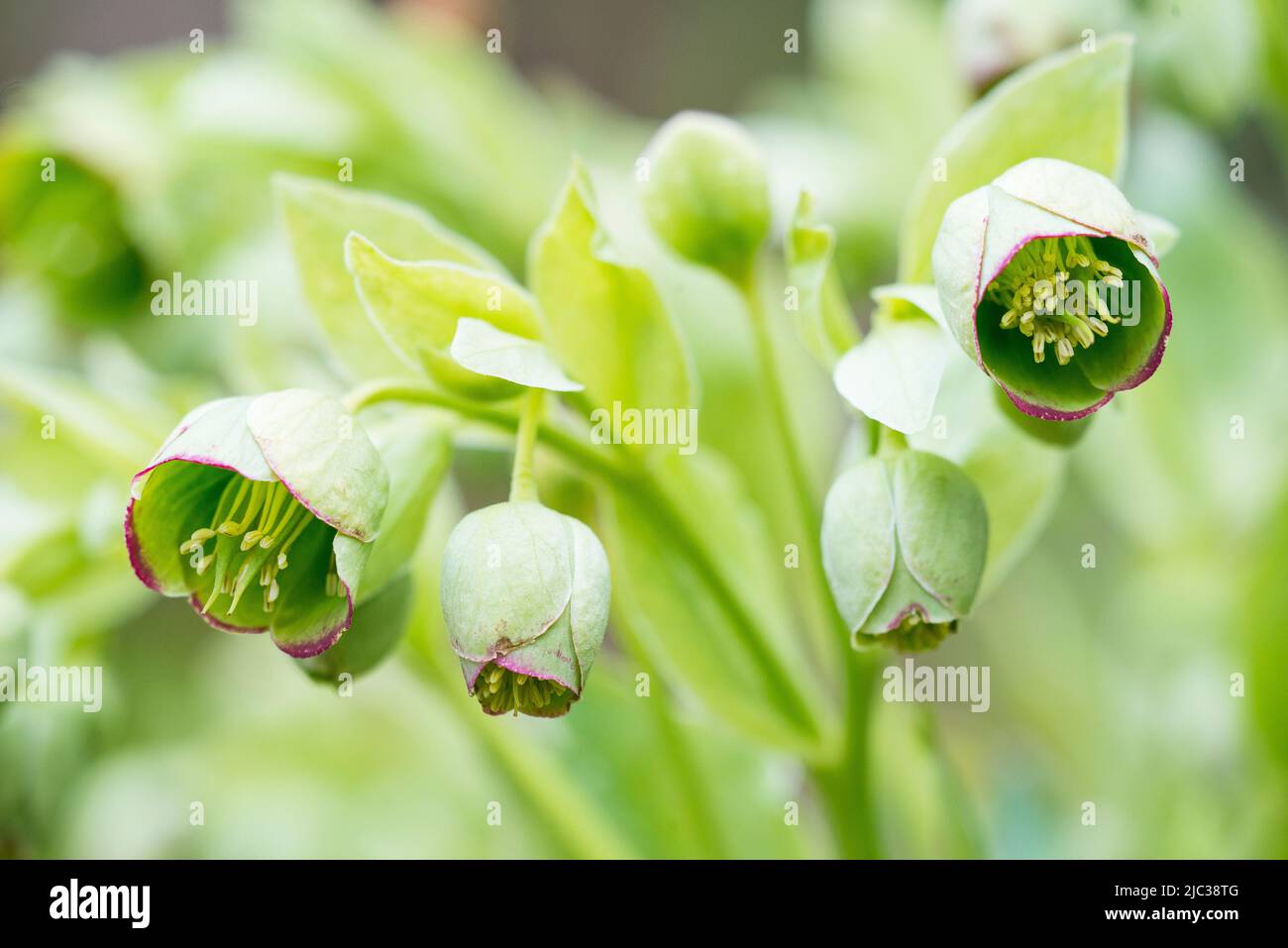 Helleborus foetidus, known variously as stinking hellebore, dungwort ...