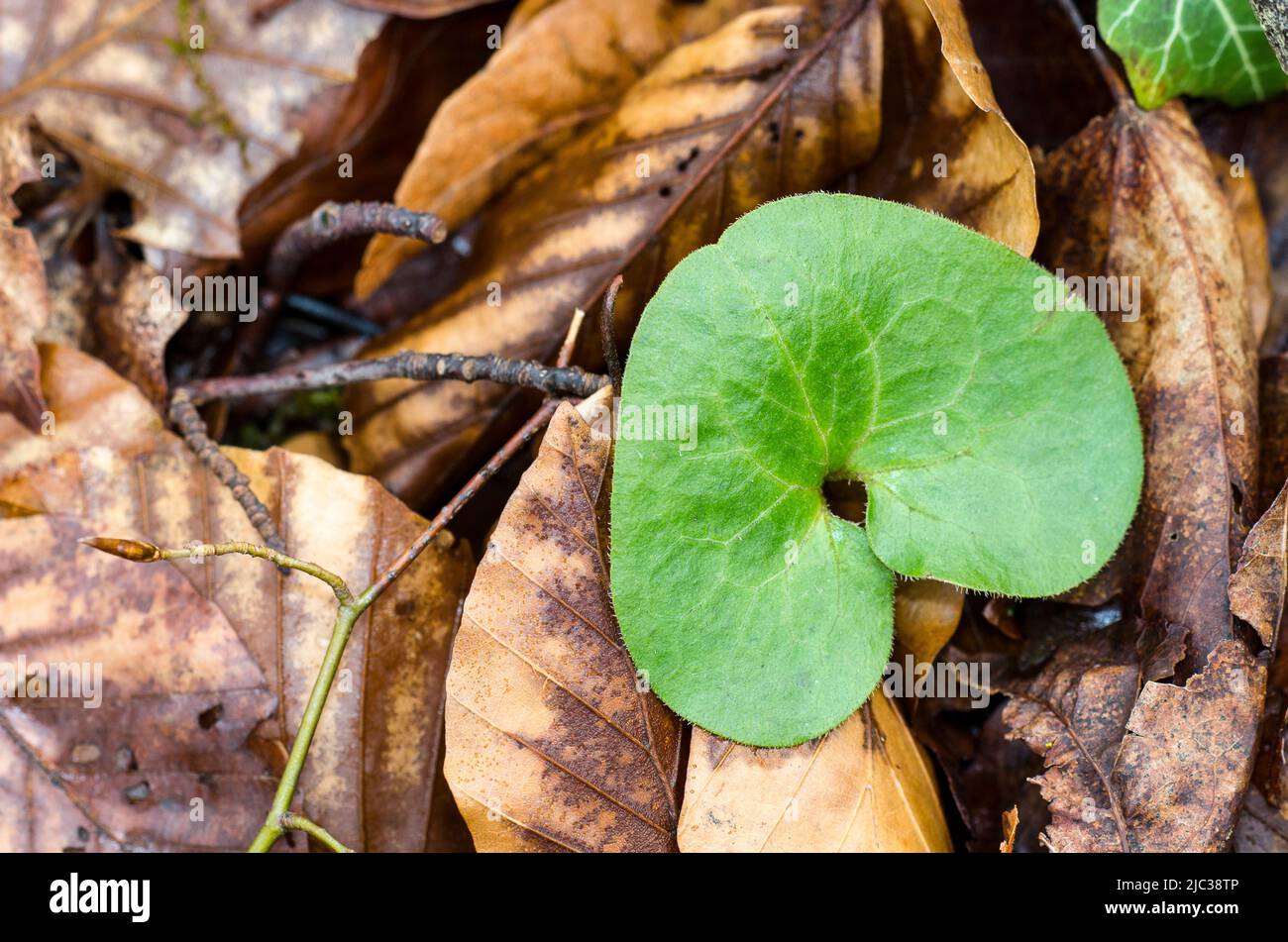 Anemone hepatica (syn. Hepatica nobilis), the common hepatica ...