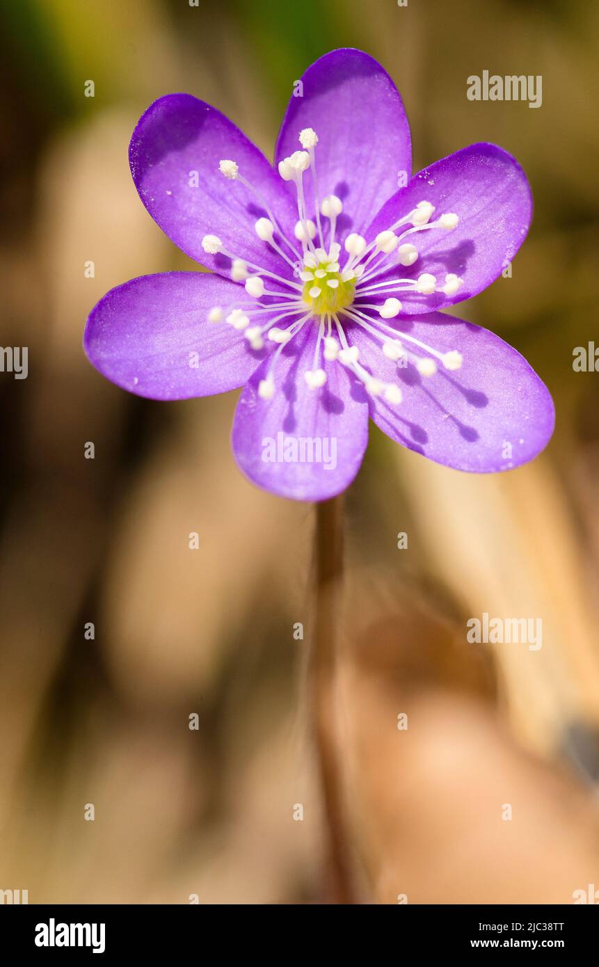 Anemone hepatica (syn. Hepatica nobilis), the common hepatica ...