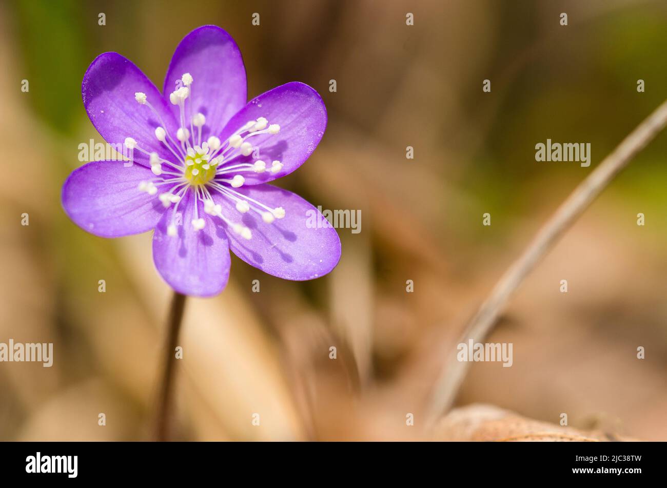 Anemone hepatica (syn. Hepatica nobilis), the common hepatica ...
