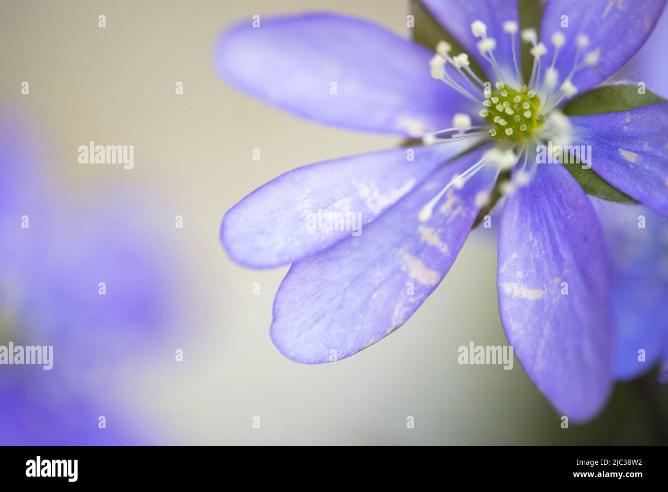 Anemone hepatica (syn. Hepatica nobilis), the common hepatica ...