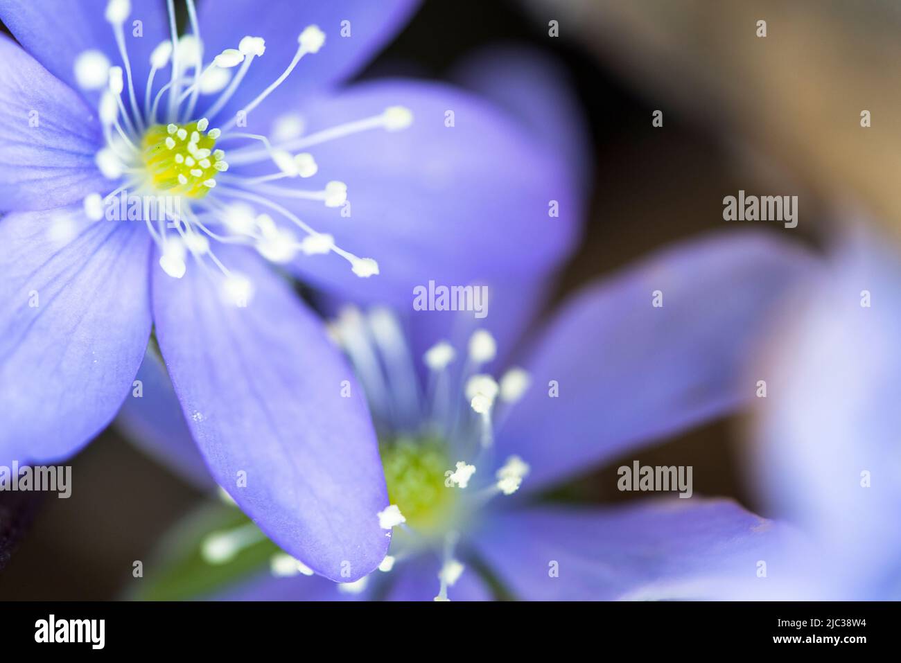 Anemone hepatica (syn. Hepatica nobilis), the common hepatica ...