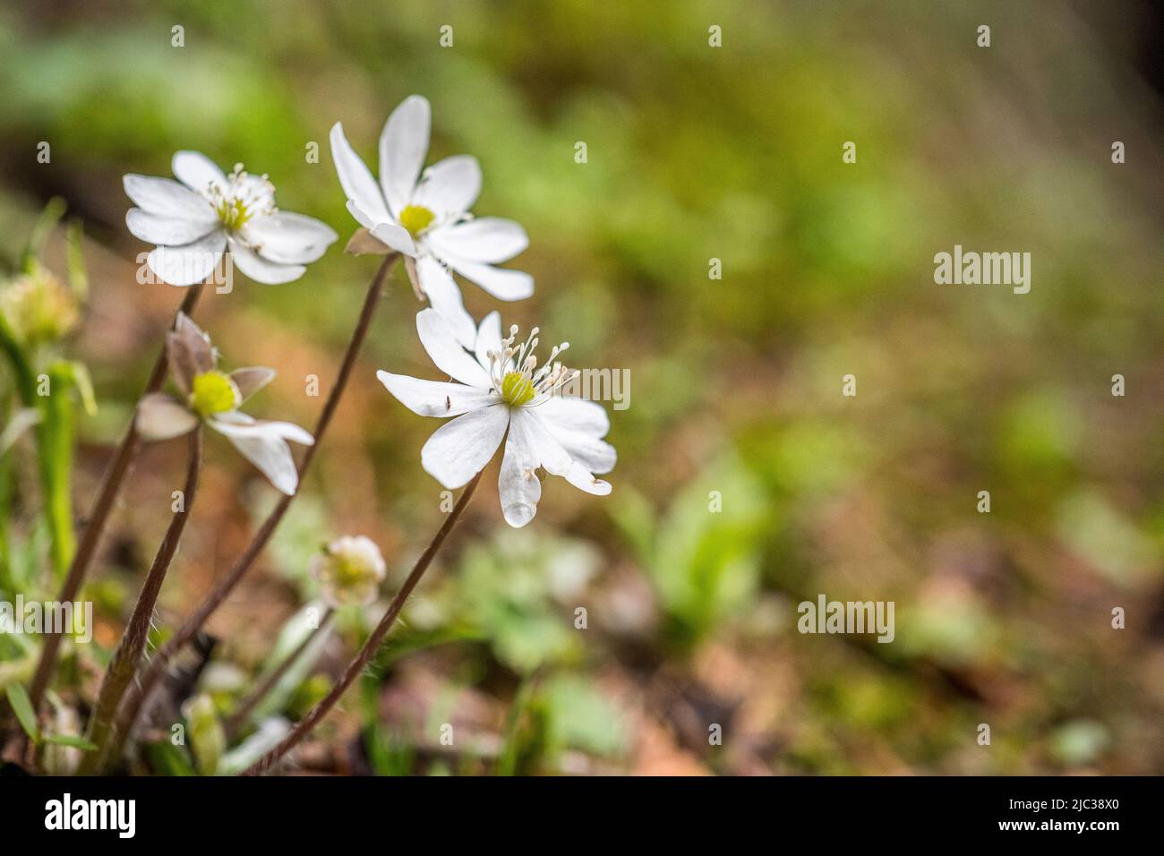 Anemone hepatica (syn. Hepatica nobilis), the common hepatica ...