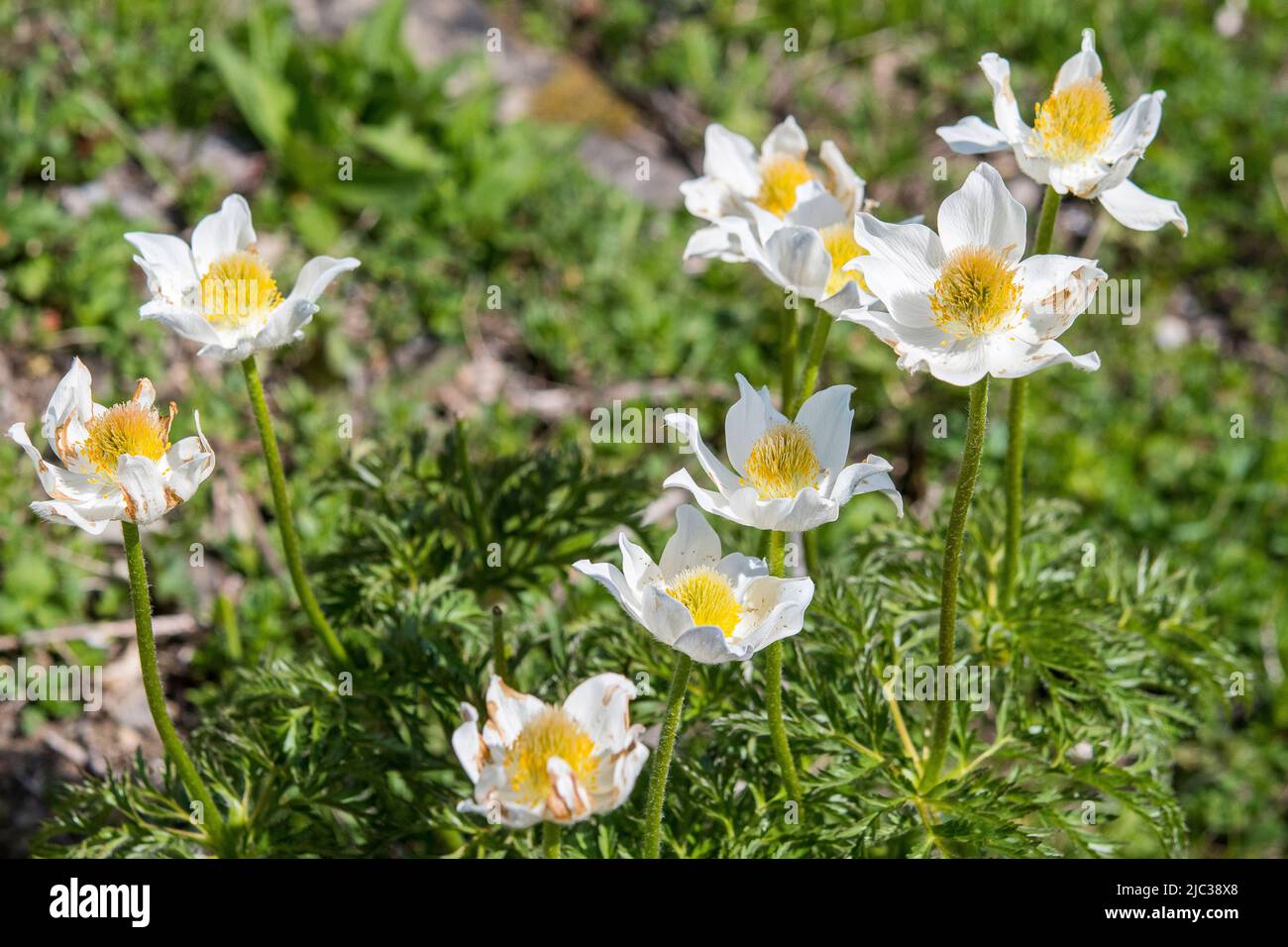 Pulsatilla alpina, the alpine pasqueflower or alpine anemone, is a ...