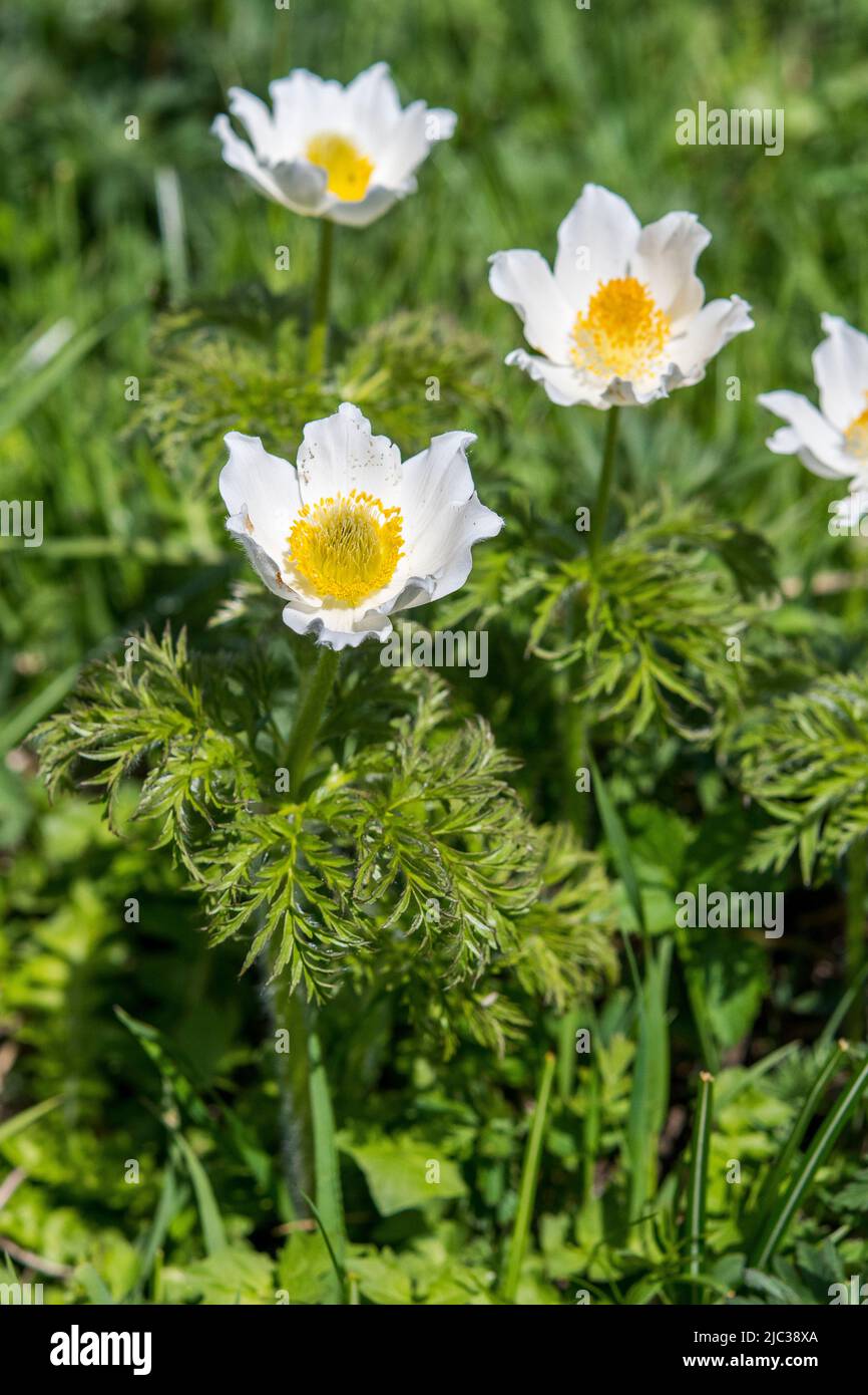 Pulsatilla alpina, the alpine pasqueflower or alpine anemone, is a ...