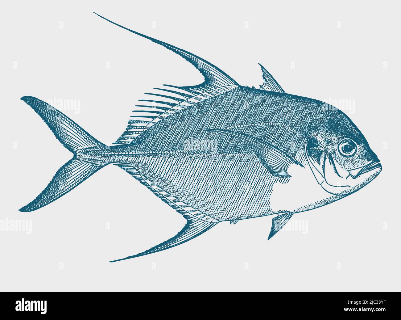 Coral fish drawing hi-res stock photography and images - Alamy