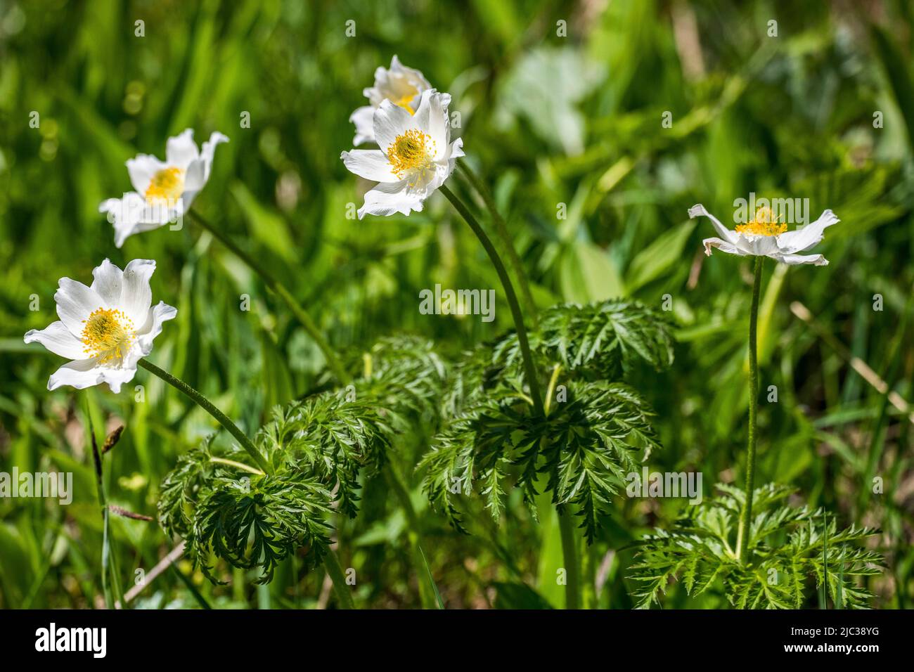 Pulsatilla alpina, the alpine pasqueflower or alpine anemone, is a ...