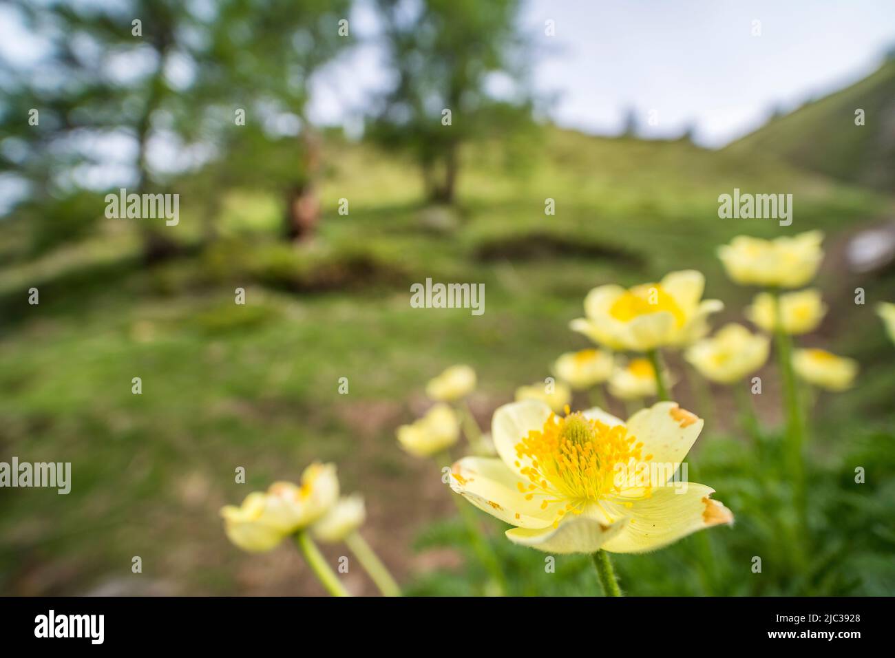 Yellow alpine pasqueflower (Pulsatilla alpina apiifolia Stock Photo - Alamy