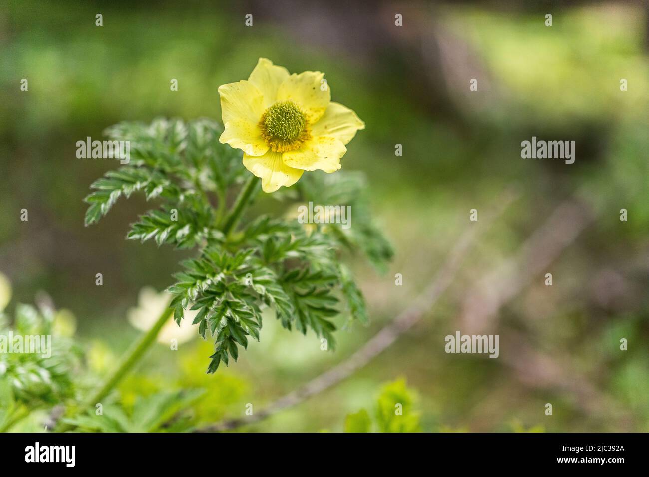 Yellow alpine pasqueflower (Pulsatilla alpina apiifolia Stock Photo - Alamy
