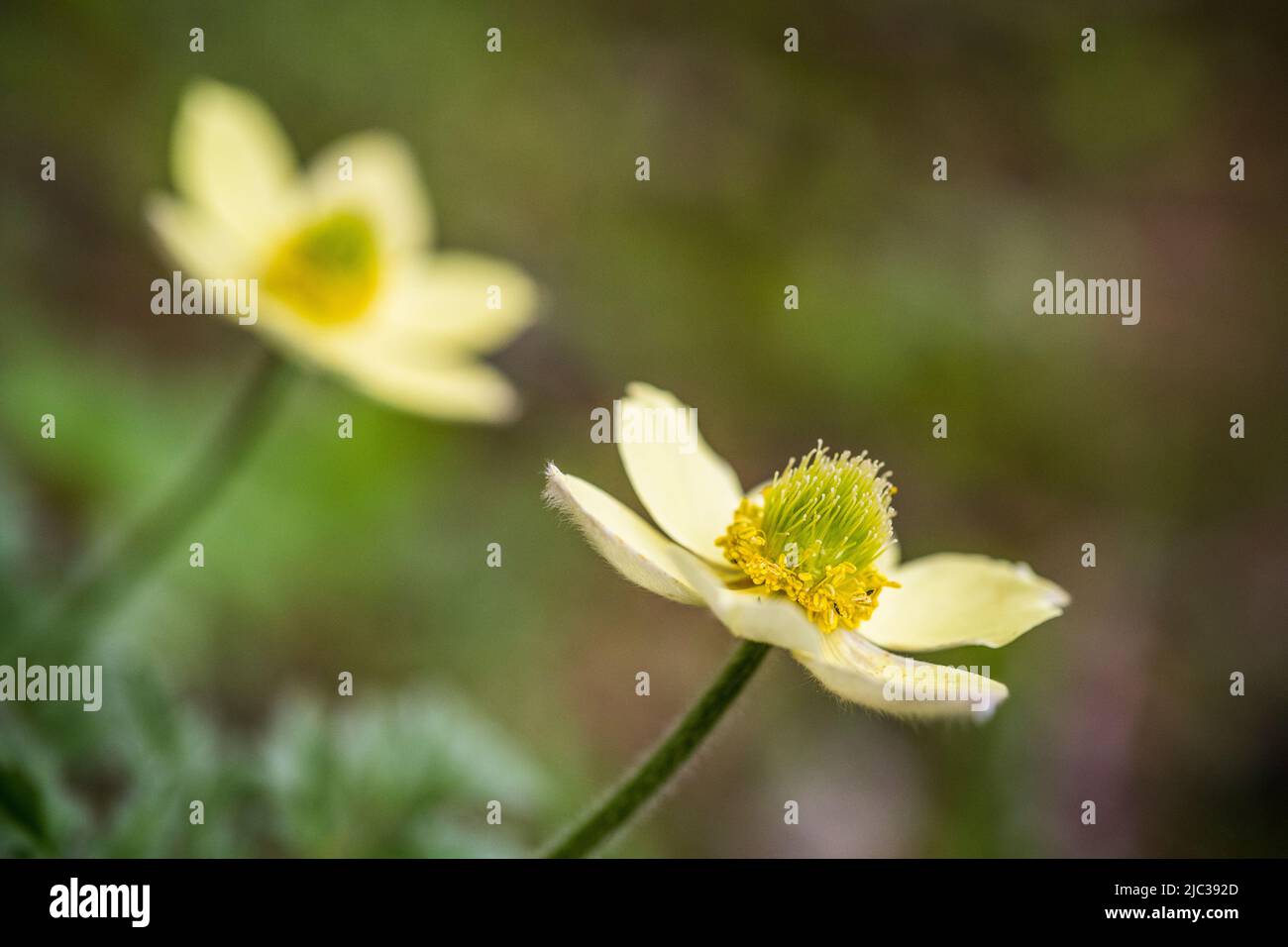 Yellow alpine pasqueflower (Pulsatilla alpina apiifolia Stock Photo - Alamy