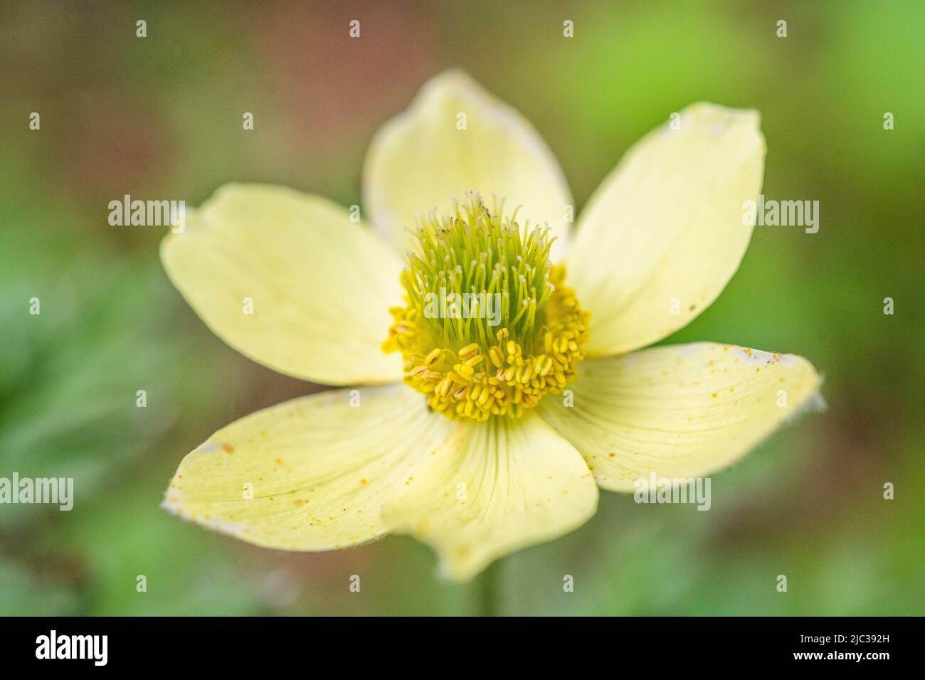 Yellow alpine pasqueflower (Pulsatilla alpina apiifolia Stock Photo - Alamy