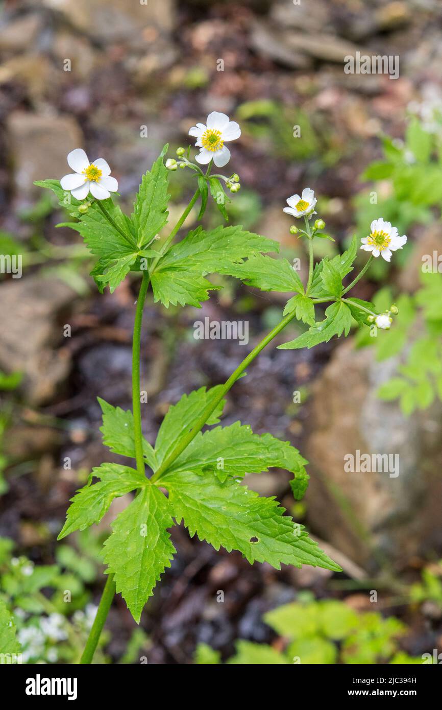 Buttercup buttons hi-res stock photography and images - Alamy