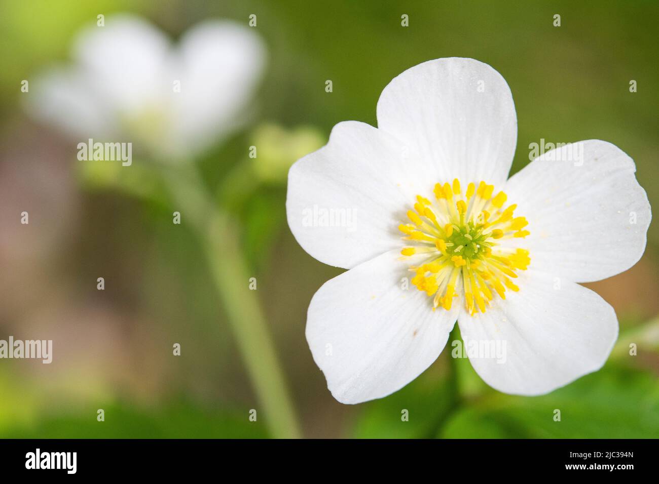 Ranunculus aconitifolius, the aconite-leaf buttercup or bachelor's ...
