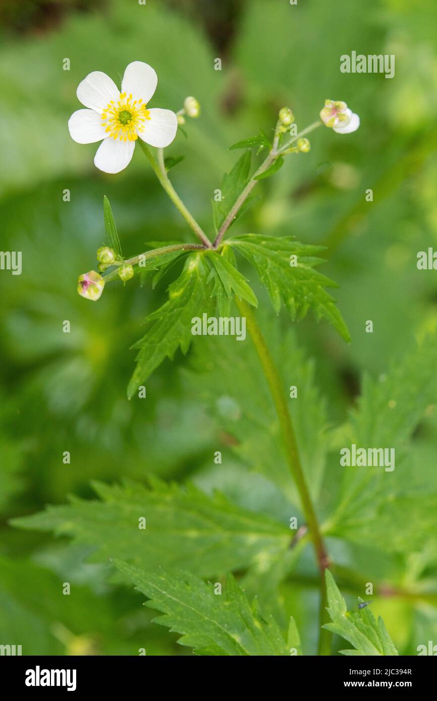 Ranunculus aconitifolius, the aconite-leaf buttercup or bachelor's ...