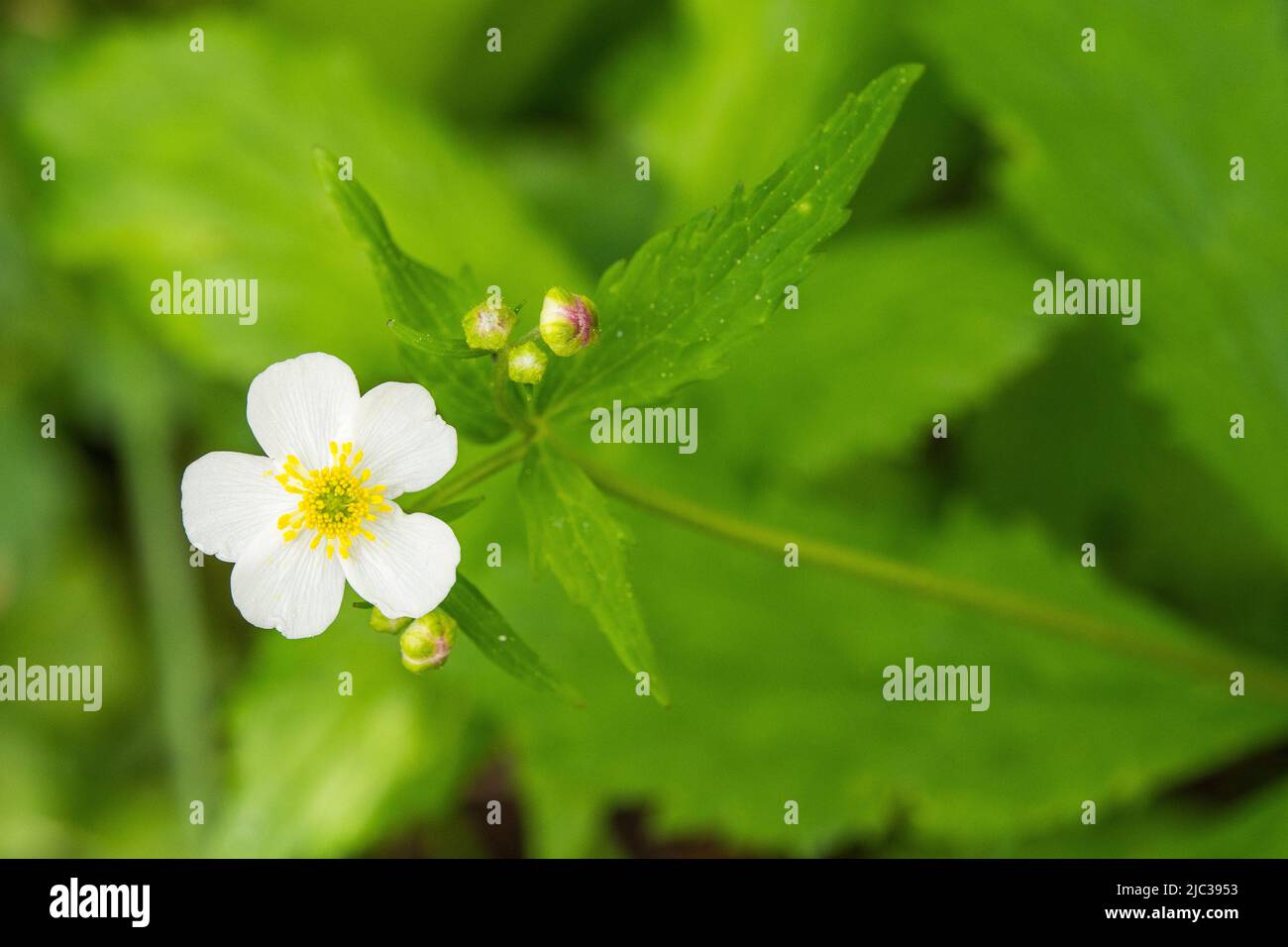 Ranunculus aconitifolius, the aconite-leaf buttercup or bachelor's ...