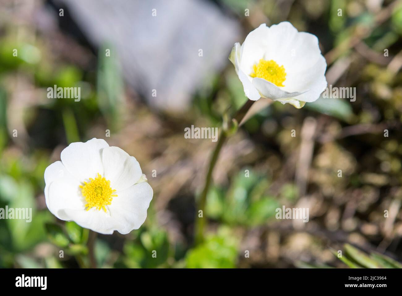 Alpine Crowfoot (Ranunculus alpestris Stock Photo - Alamy