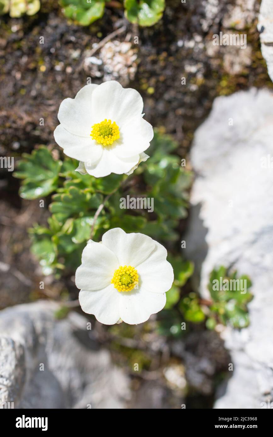 Alpine Crowfoot (Ranunculus alpestris Stock Photo - Alamy