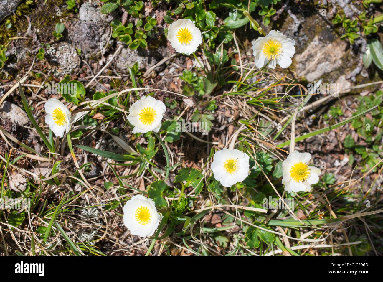 Alpine Crowfoot (Ranunculus alpestris Stock Photo - Alamy