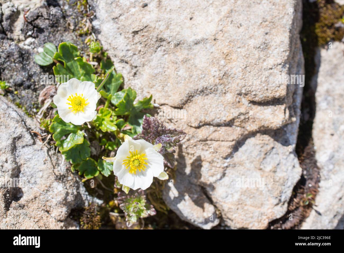 Alpine Crowfoot (Ranunculus alpestris Stock Photo - Alamy