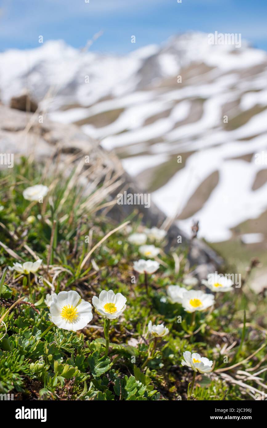Alpine Crowfoot (Ranunculus alpestris Stock Photo - Alamy