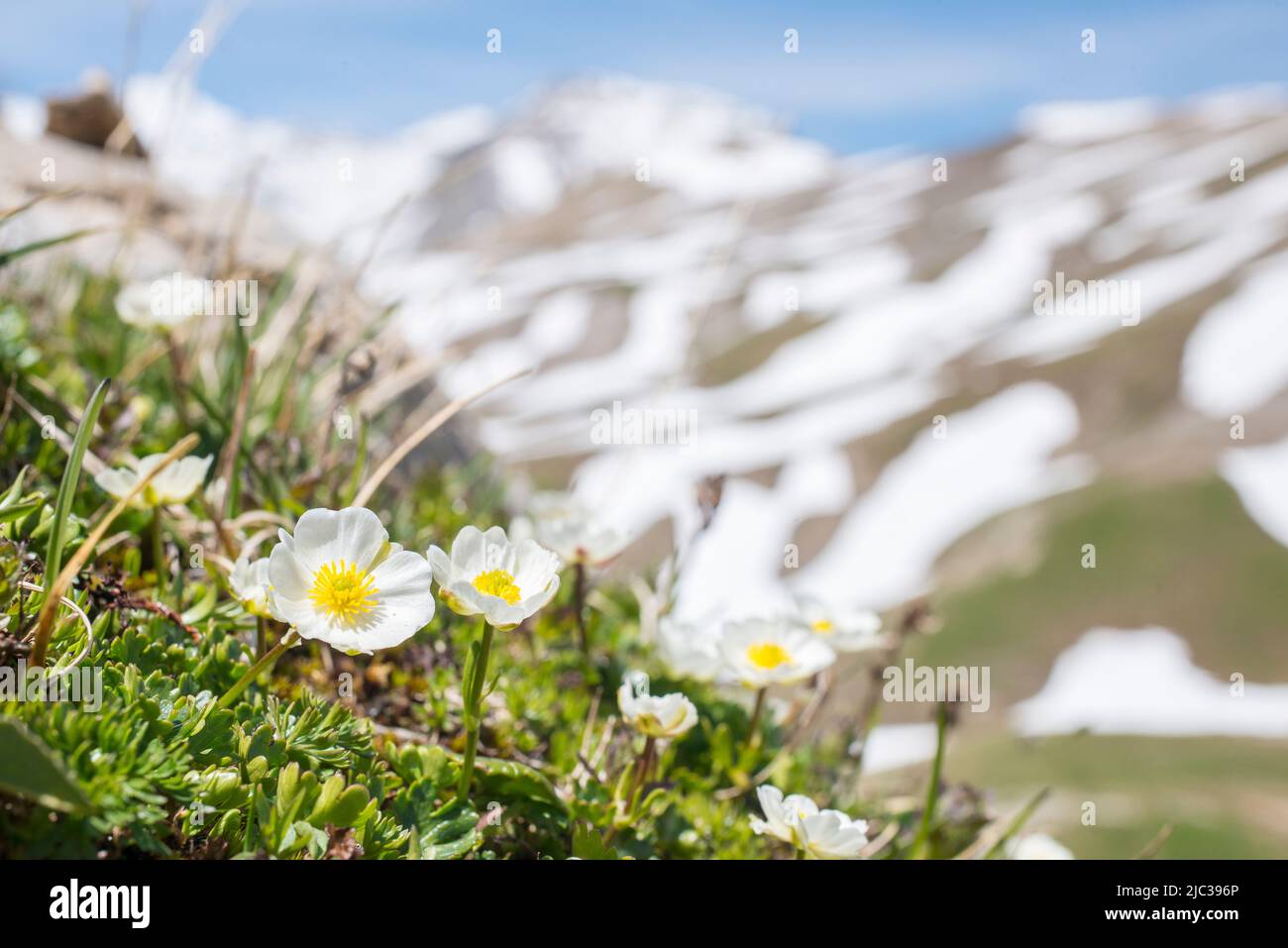 Alpine Crowfoot (Ranunculus alpestris Stock Photo - Alamy