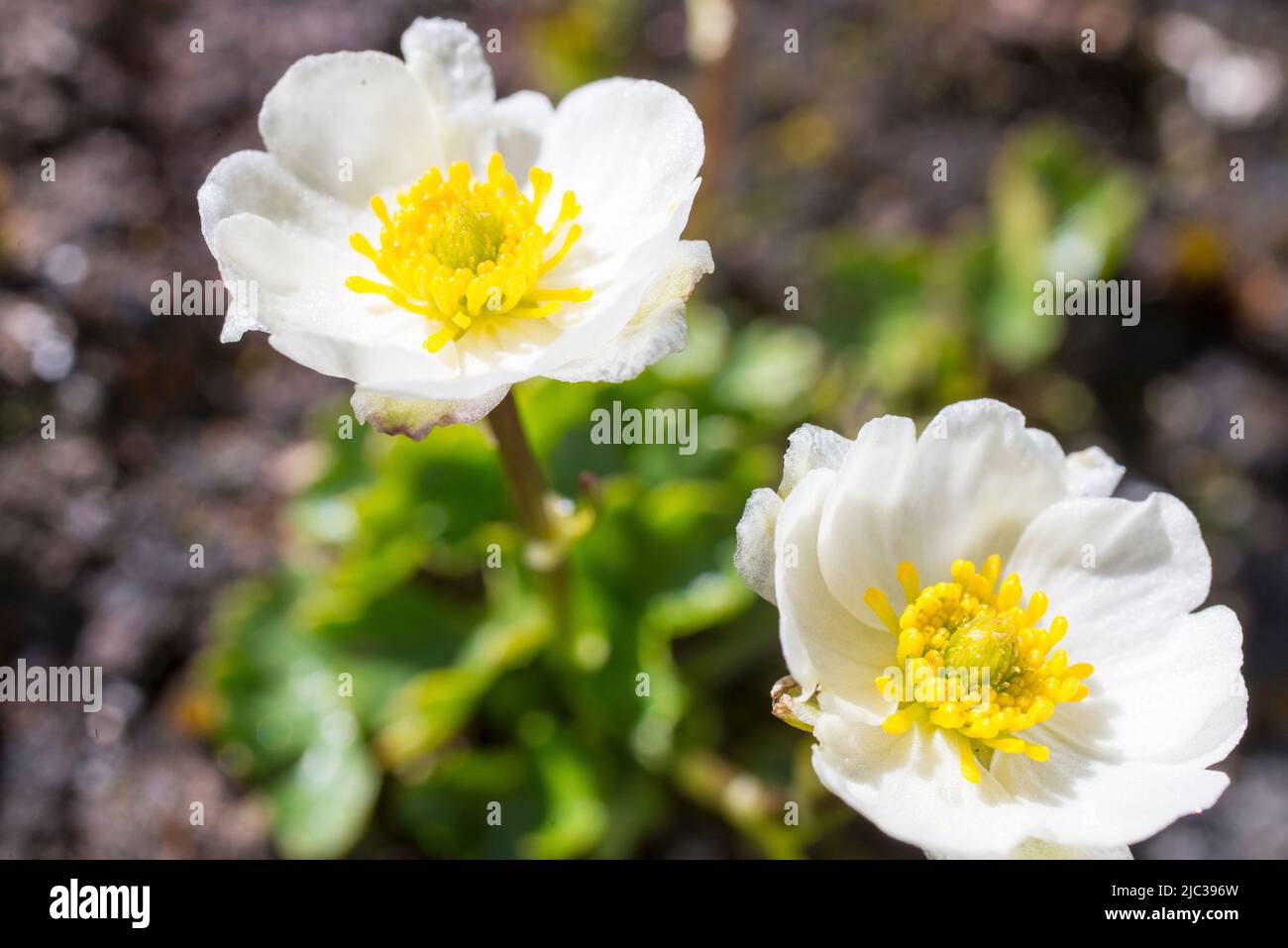 Alpine buttercup ranunculus alpestris hi-res stock photography and ...