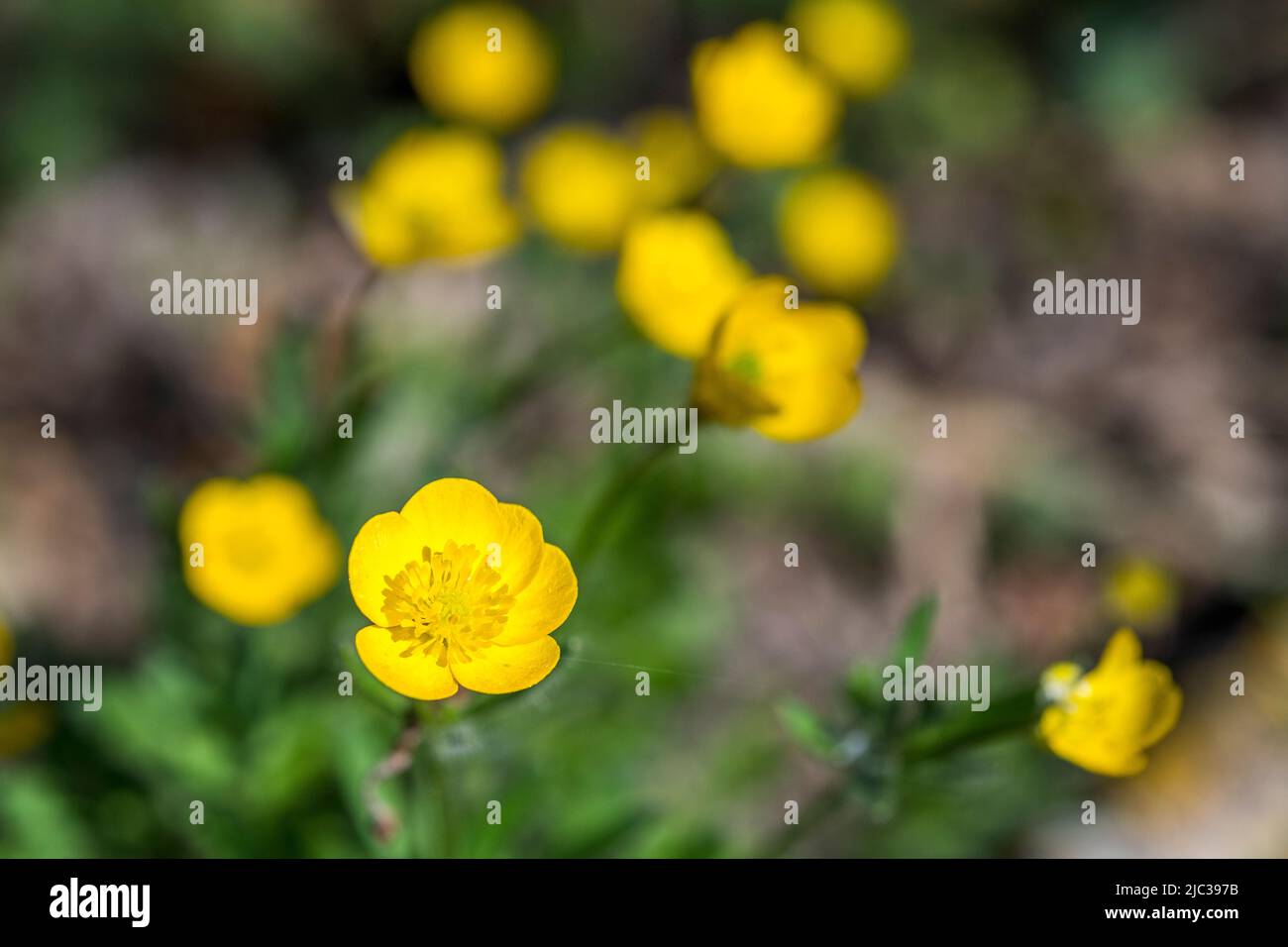 Ranunculus bulbosus, commonly known as bulbous buttercup or St. Anthony ...