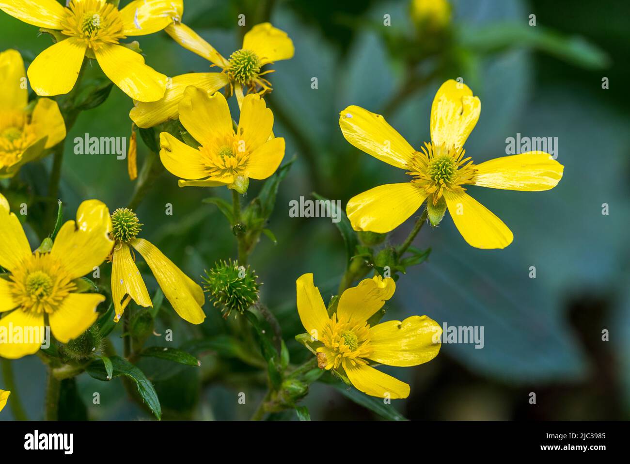 Ranunculus cortusifolius, also known as the Azores buttercup or Canary ...