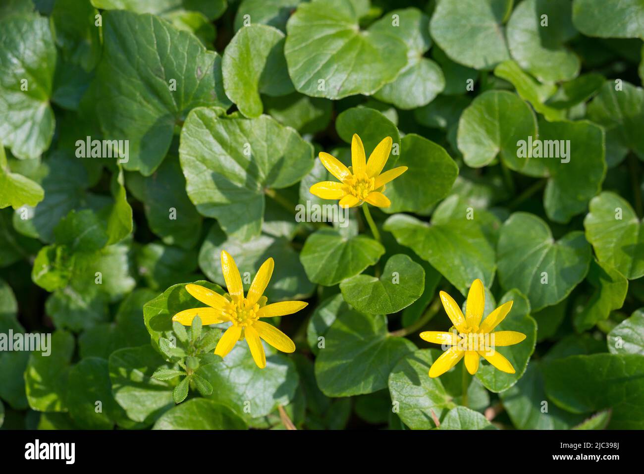 Ficaria verna (formerly Ranunculus ficaria L.), commonly known as ...