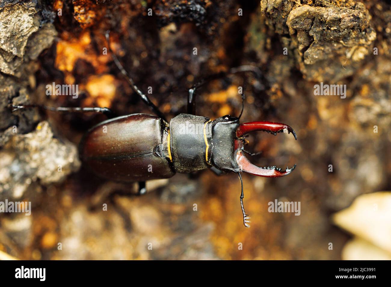 Close-up of rare largest species of european stag beetle standing on ...