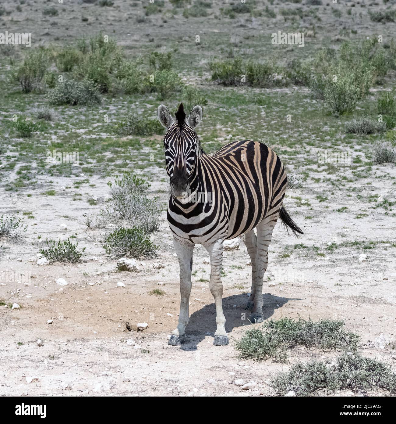 A zebras male standing in the bush in Namibia Stock Photo - Alamy