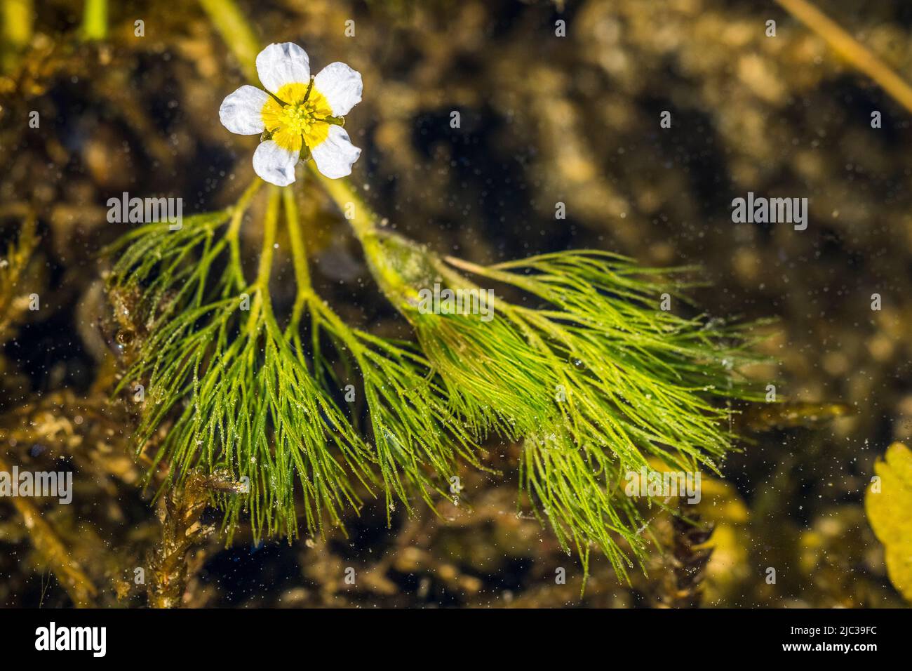 Ranunculus trichophyllus, the threadleaf crowfoot or thread-leaved ...