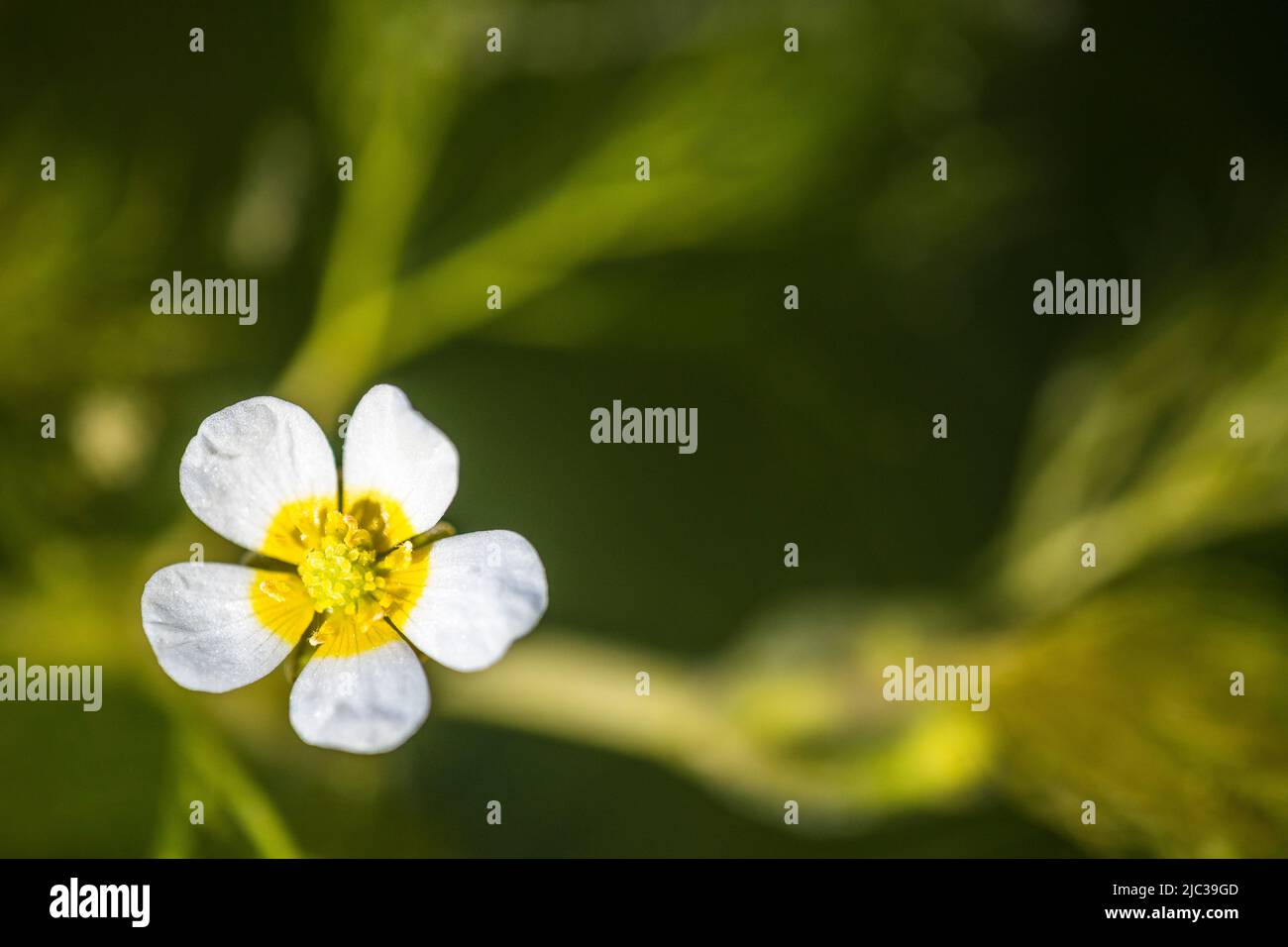 Ranunculus trichophyllus, the threadleaf crowfoot or thread-leaved ...