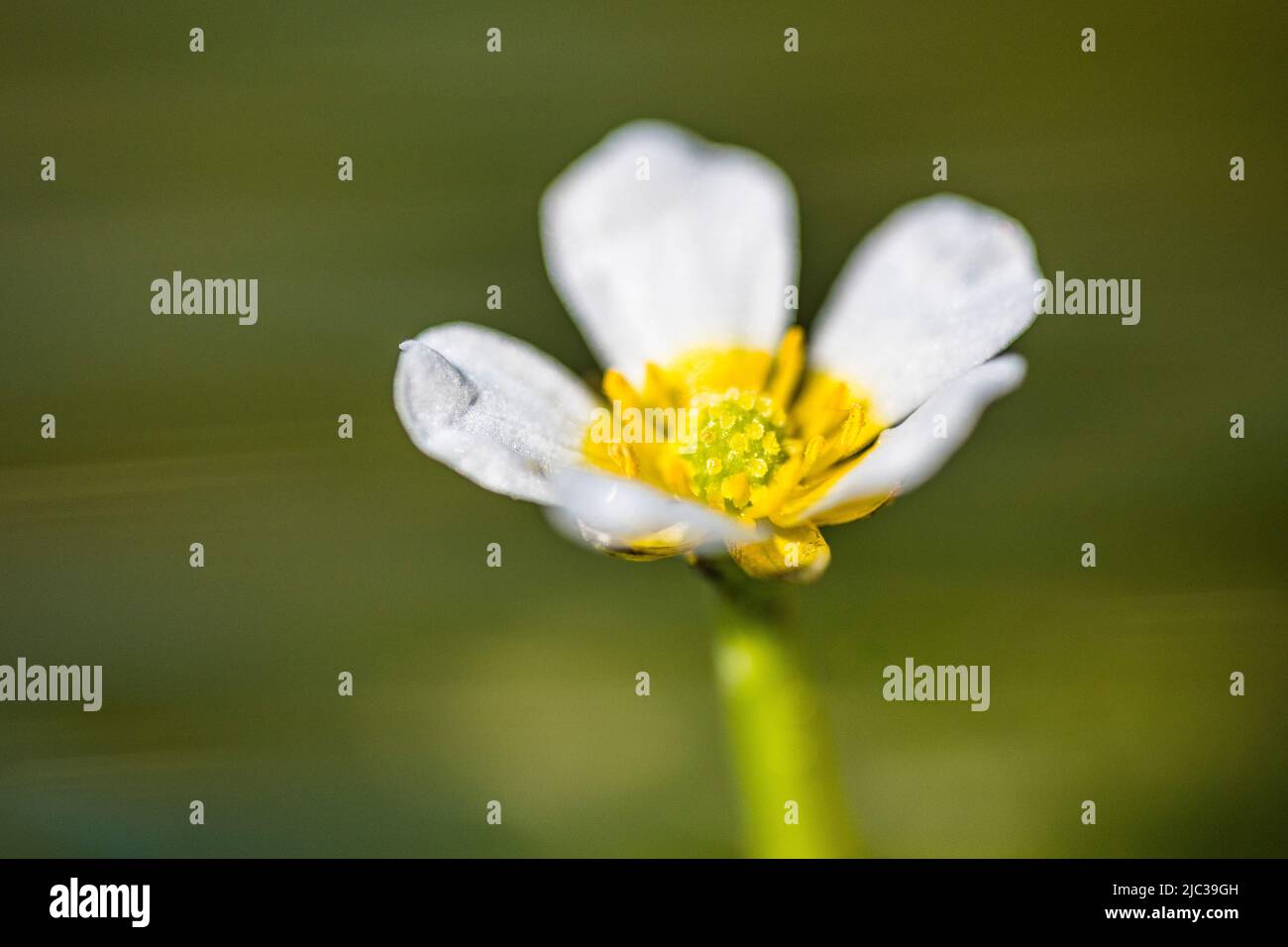 Ranunculus trichophyllus, the threadleaf crowfoot or thread-leaved ...