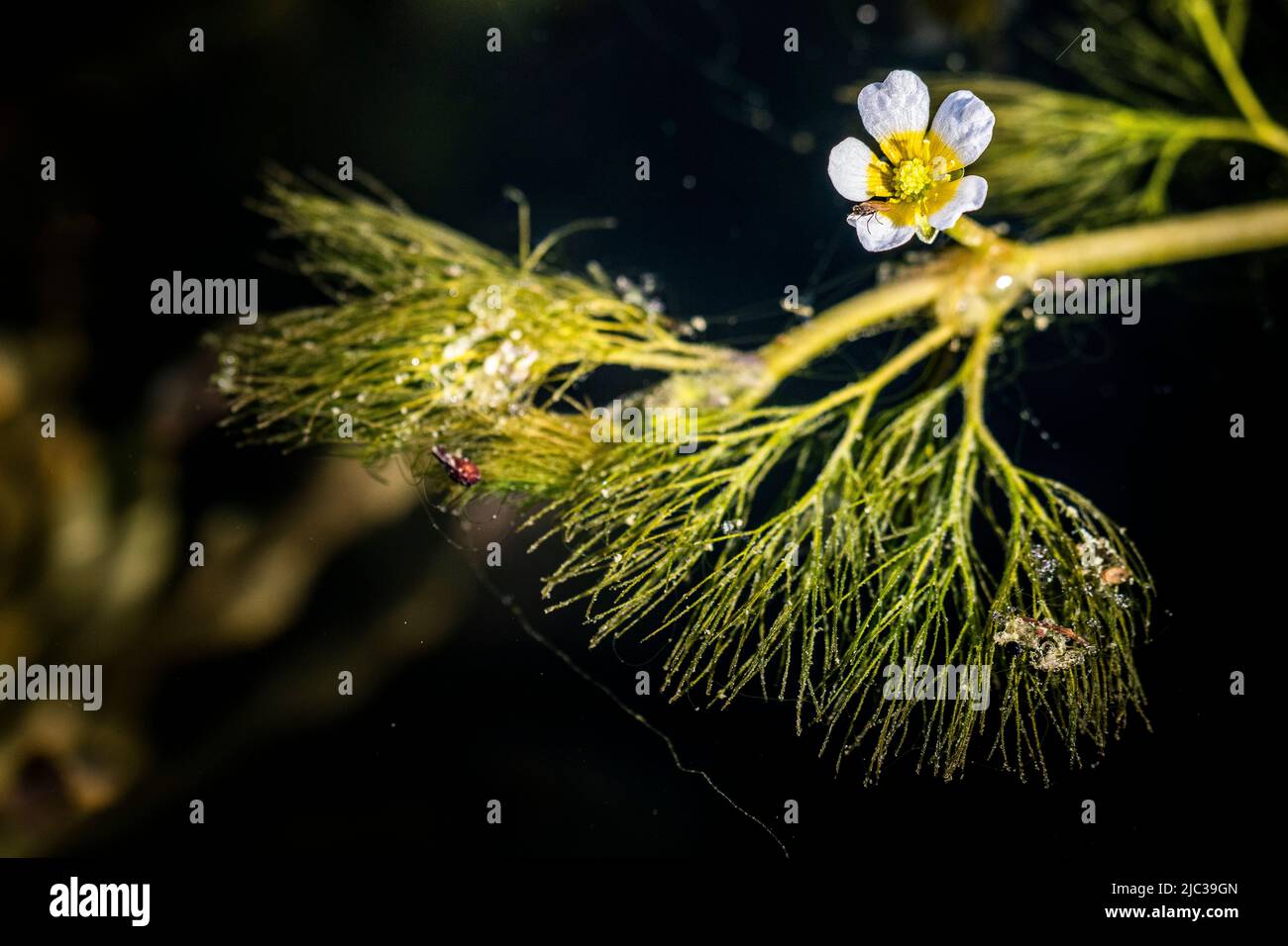Ranunculus trichophyllus, the threadleaf crowfoot or thread-leaved ...