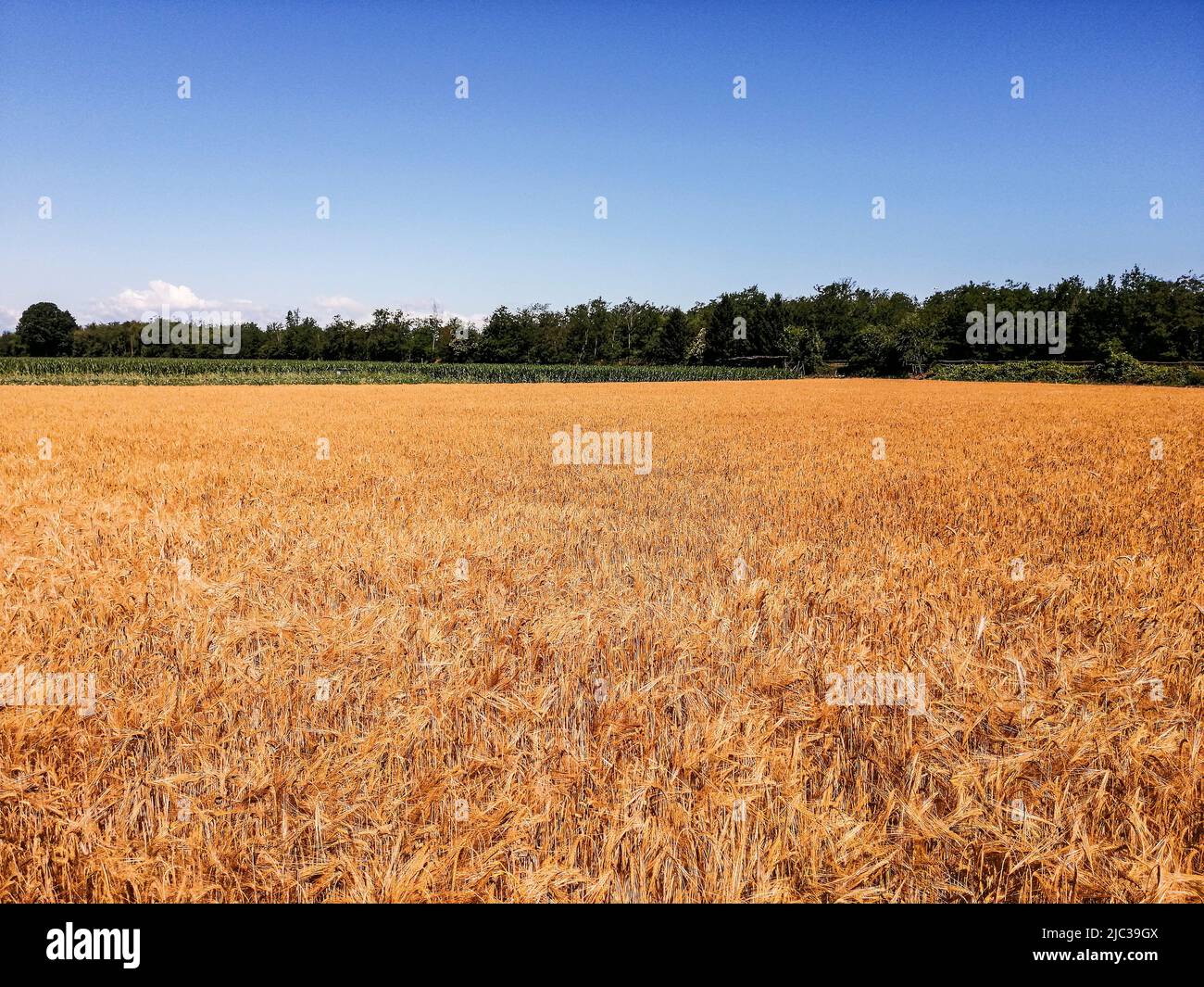 Italy, wheat field Stock Photo - Alamy