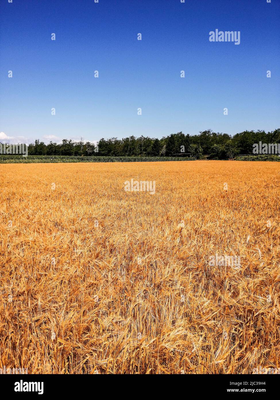Italy, wheat field Stock Photo - Alamy