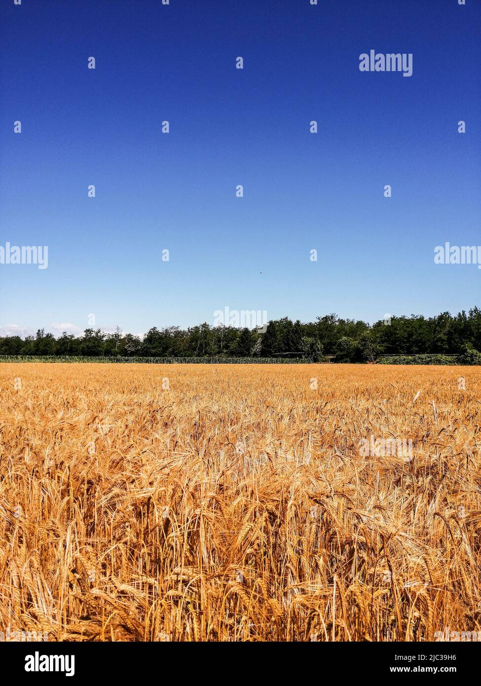 Italy, wheat field Stock Photo - Alamy