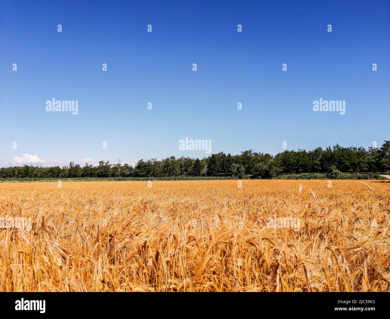 Cultivation wheat hi-res stock photography and images - Alamy