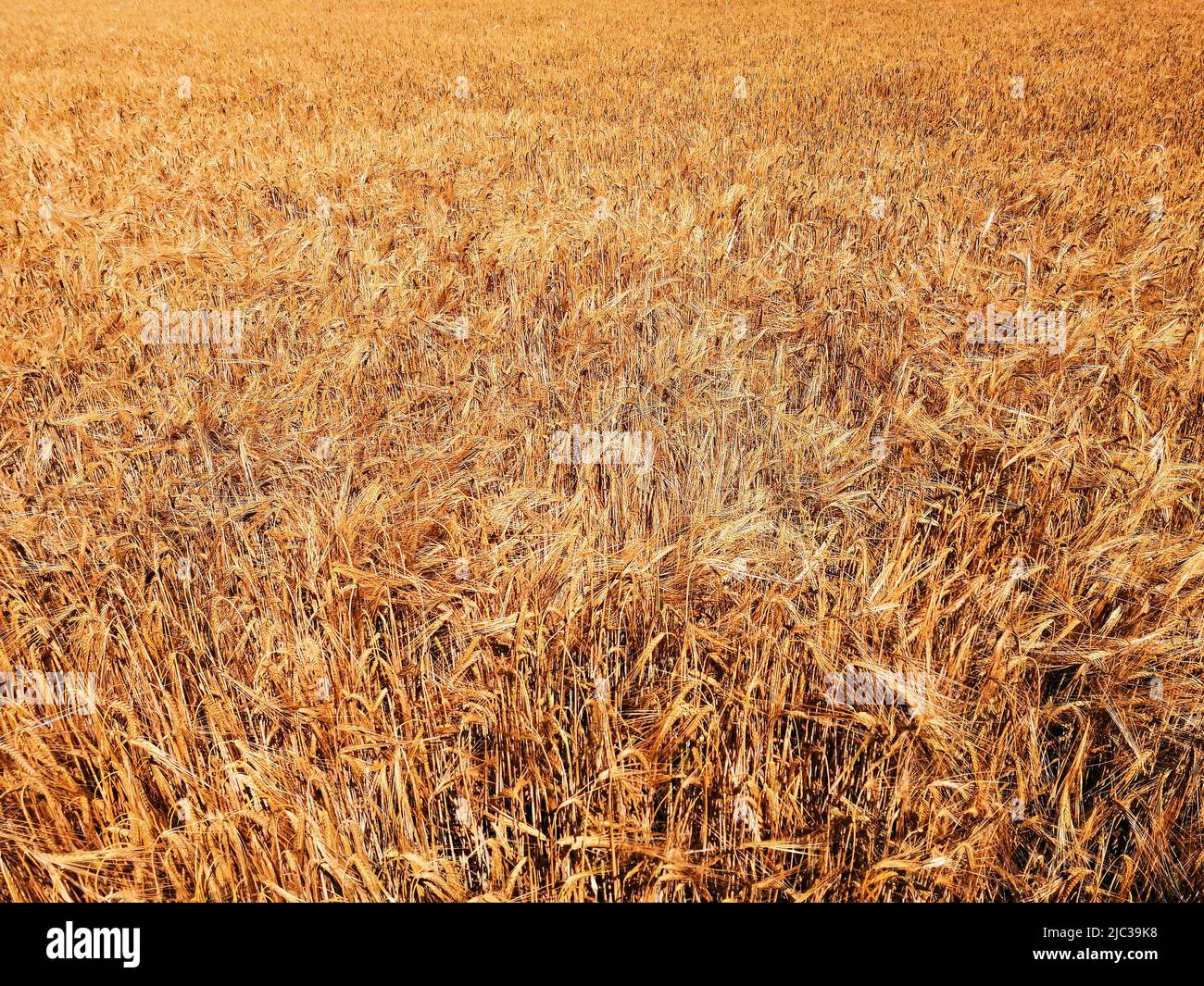 Italy, wheat field Stock Photo - Alamy