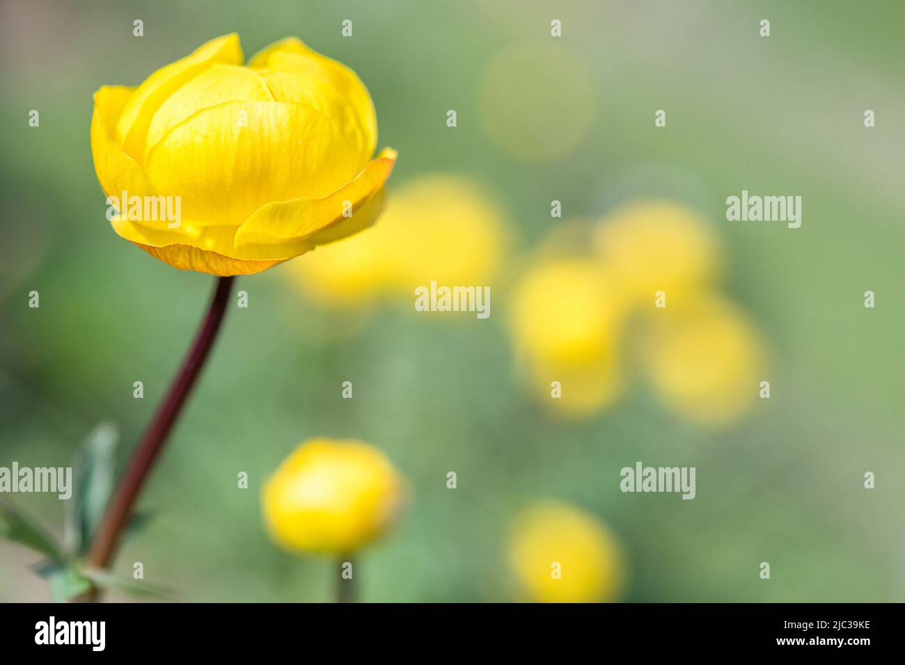 Trollius europaeus, the globeflower is a perennial flowering plant of ...