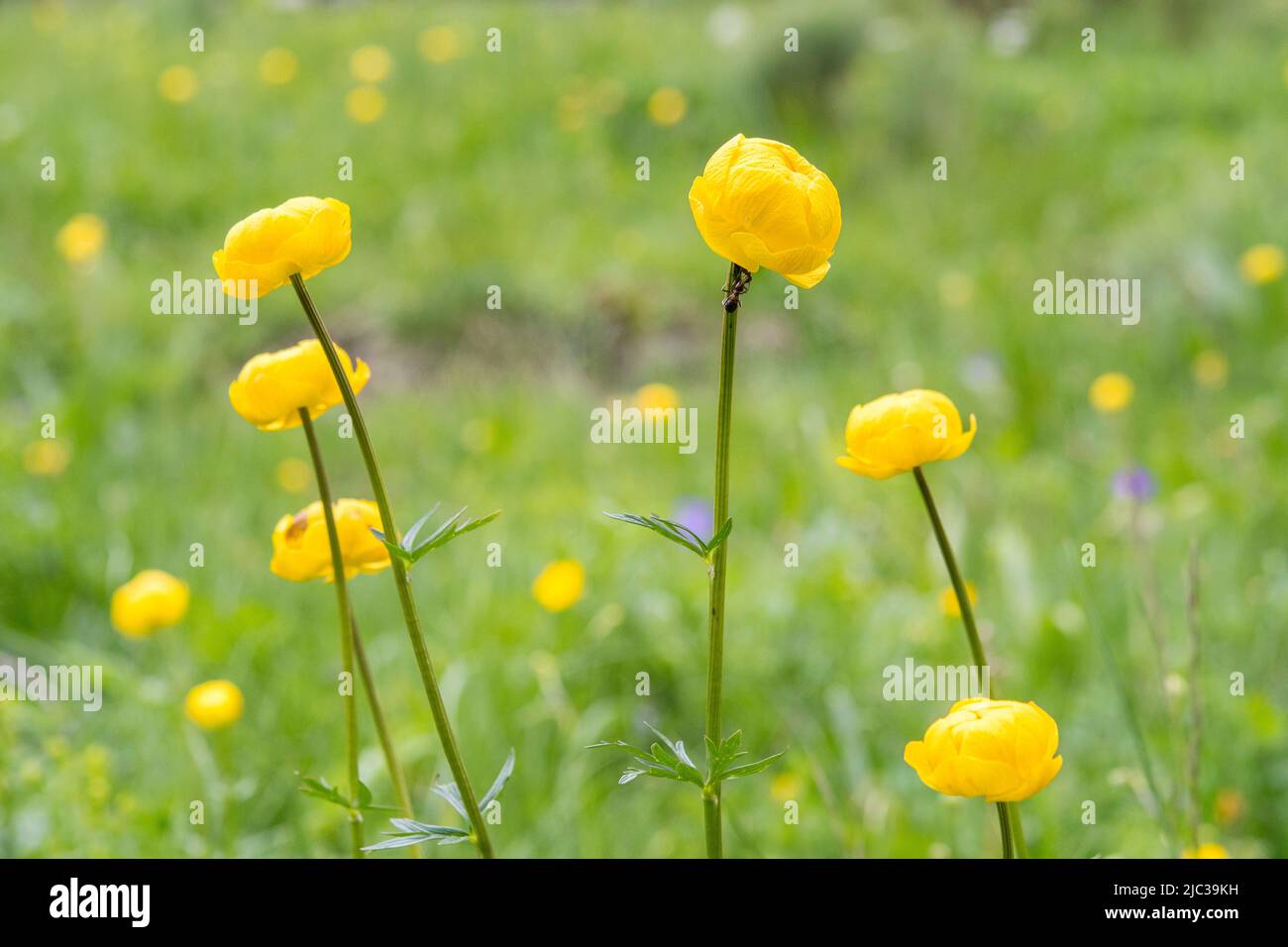 Trollius europaeus, the globeflower is a perennial flowering plant of ...