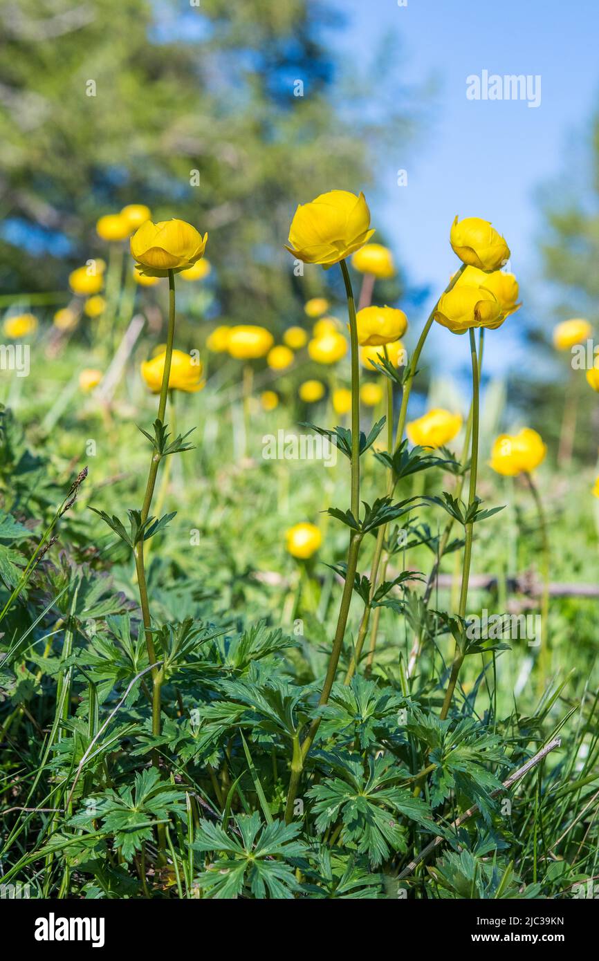 Trollius europaeus, the globeflower is a perennial flowering plant of ...