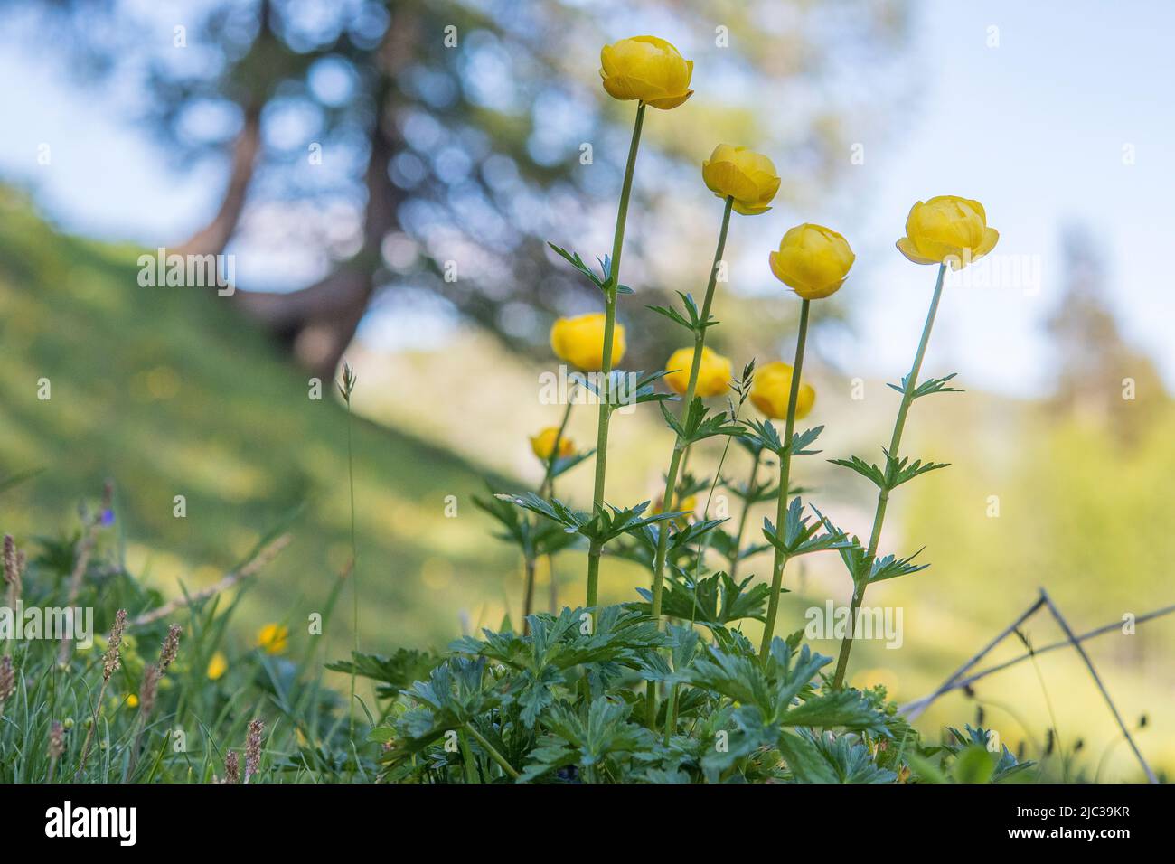 Trollius europaeus, the globeflower is a perennial flowering plant of ...