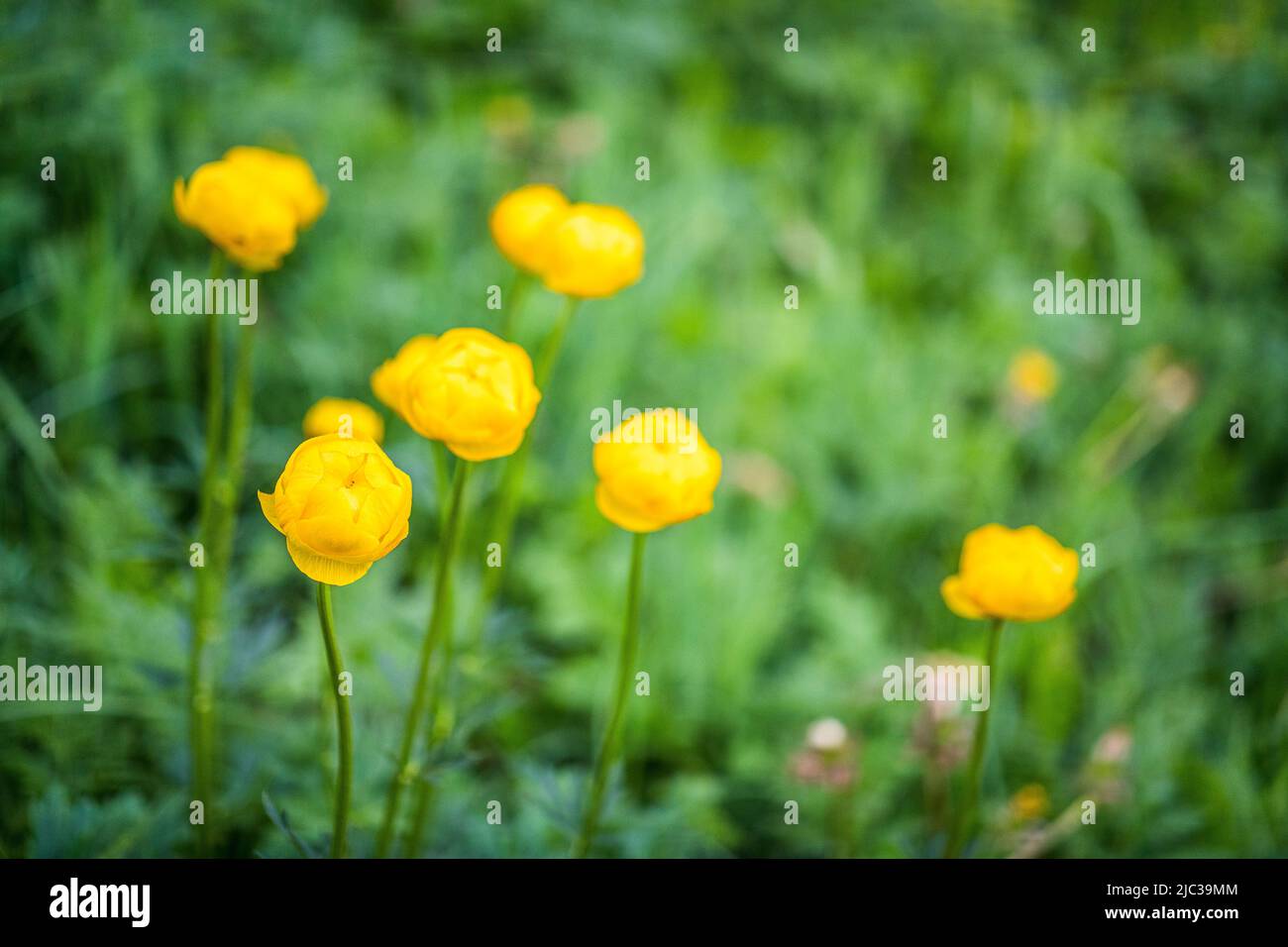Trollius europaeus, the globeflower is a perennial flowering plant of ...