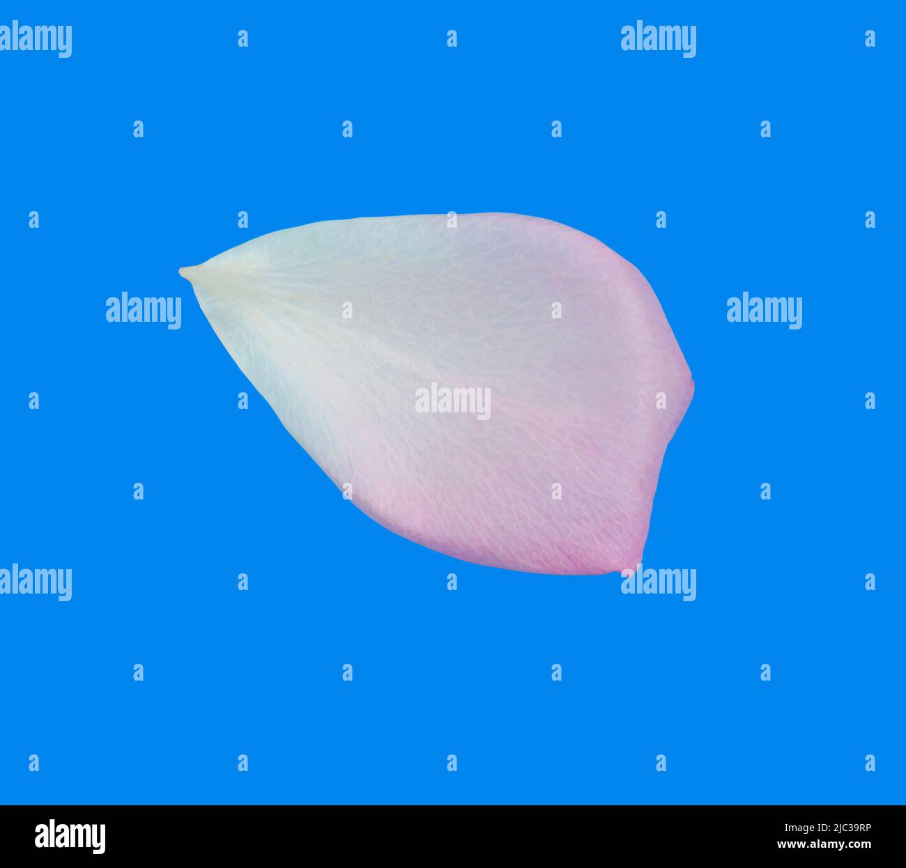 one petal, of a rose flower on a blue background in isolation Stock ...