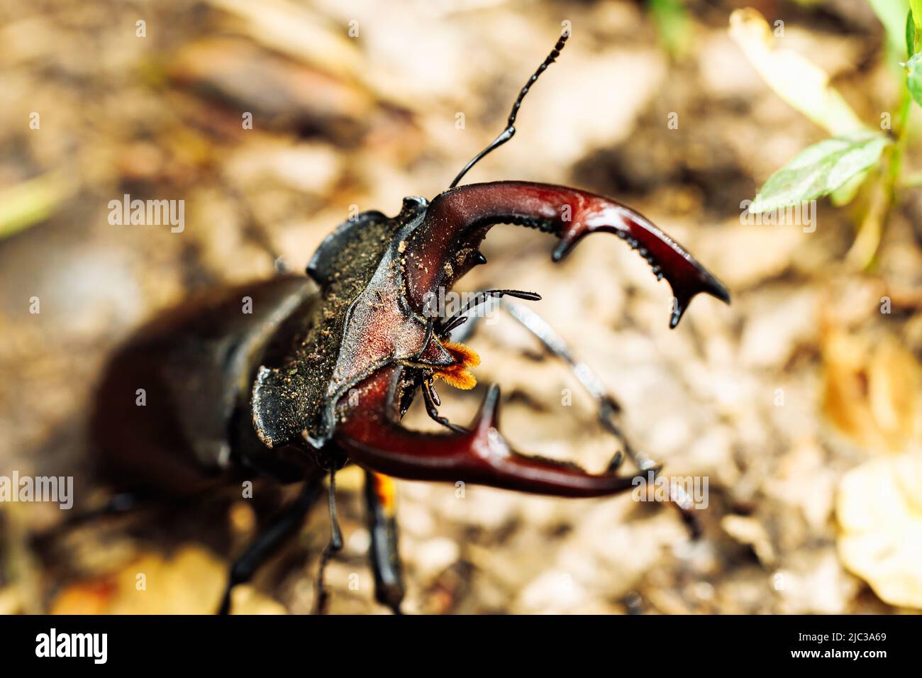 Close-up of rare largest species of european stag beetle standing on ...